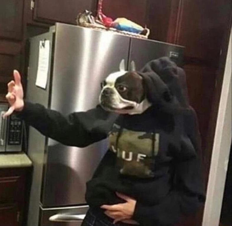 hmmm dog | /r/Hmmm | Know Your Meme