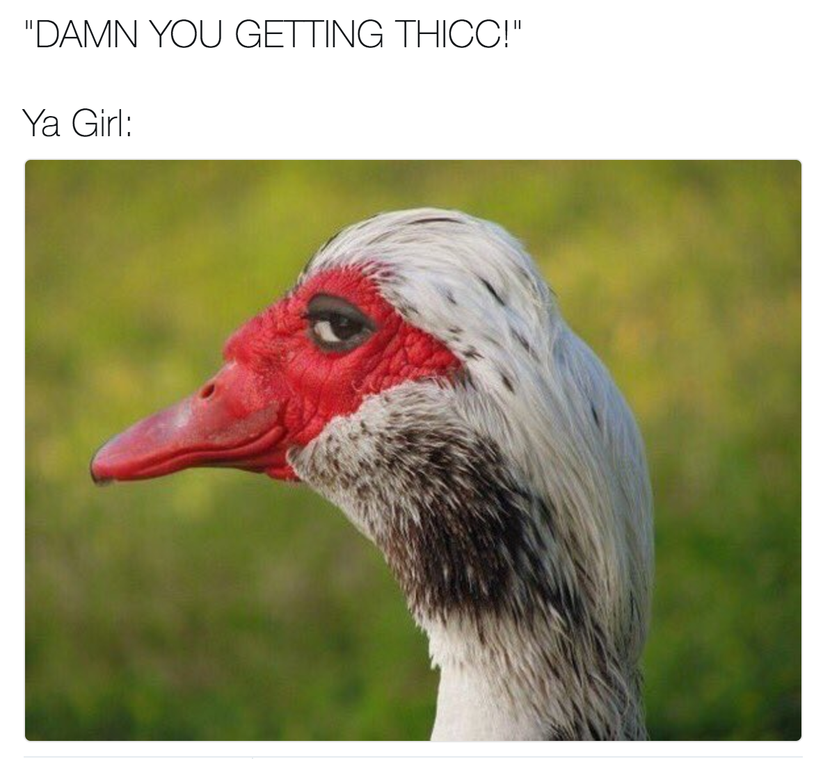 TFW Thicc | Sly Duck | Know Your Meme