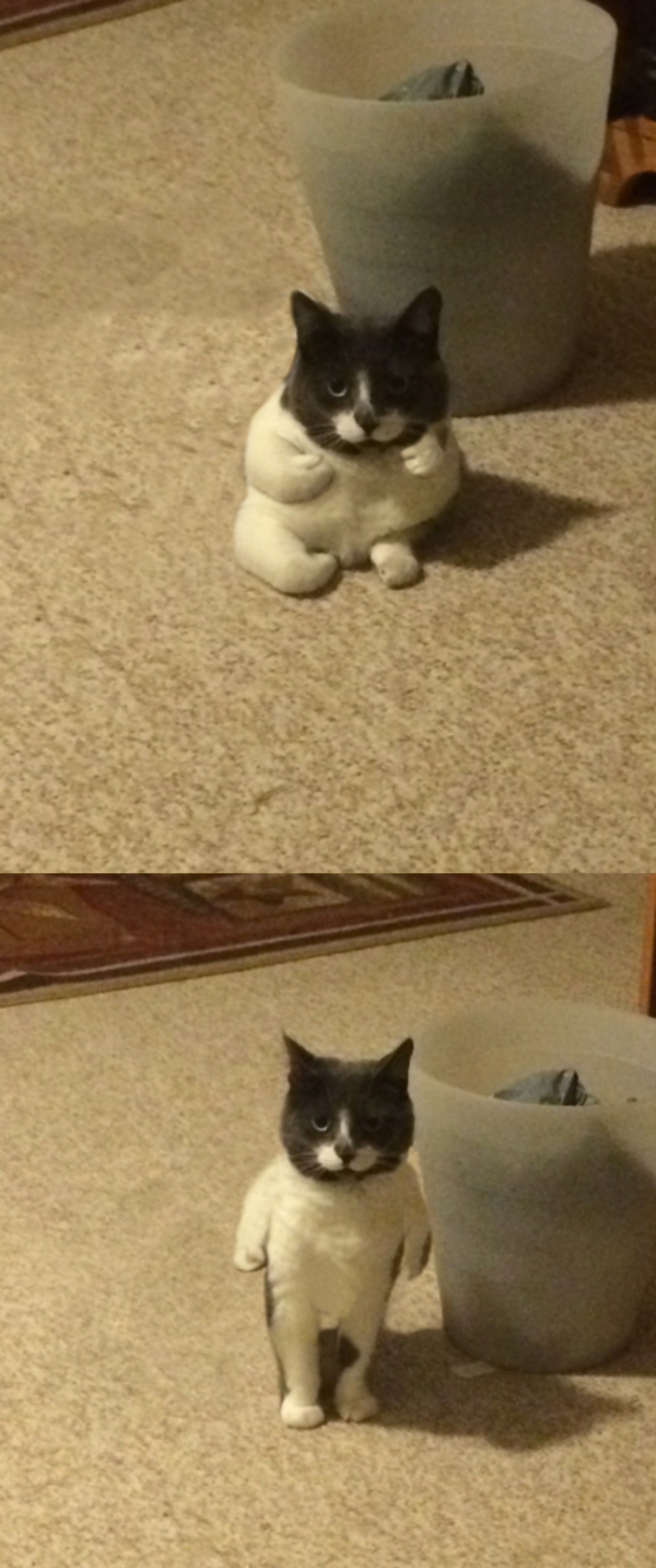 what is this??? the one | Cats | Know Your Meme