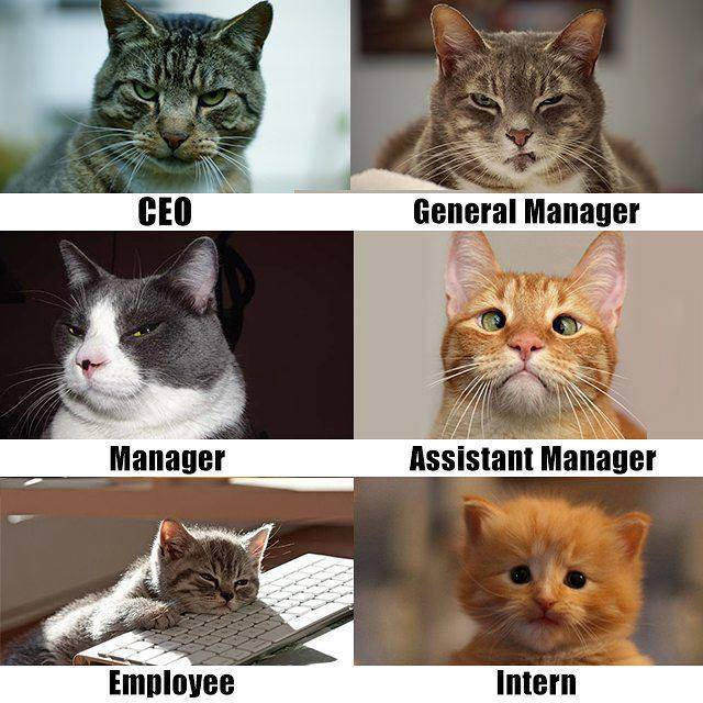 Cat Company | Cats | Know Your Meme