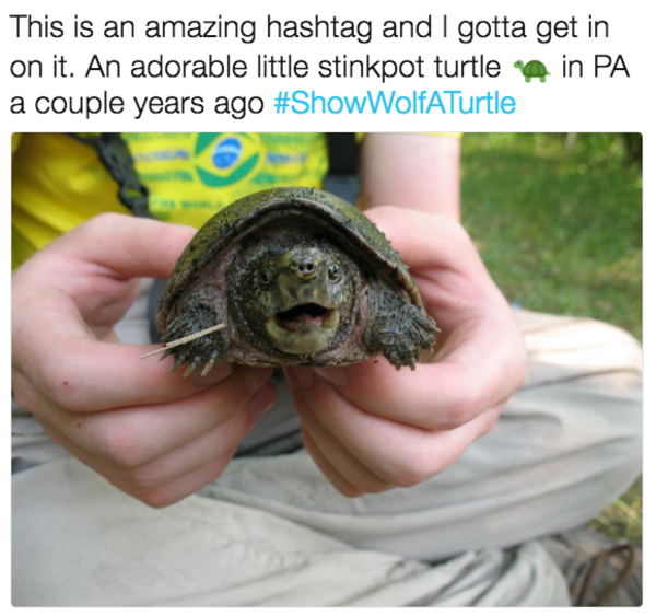Stinkpot Turtle | #ShowWolfATurtle | Know Your Meme