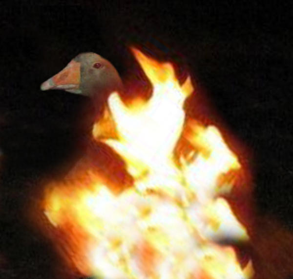 Role reversal | Goose on Fire / Fire Duck | Know Your Meme