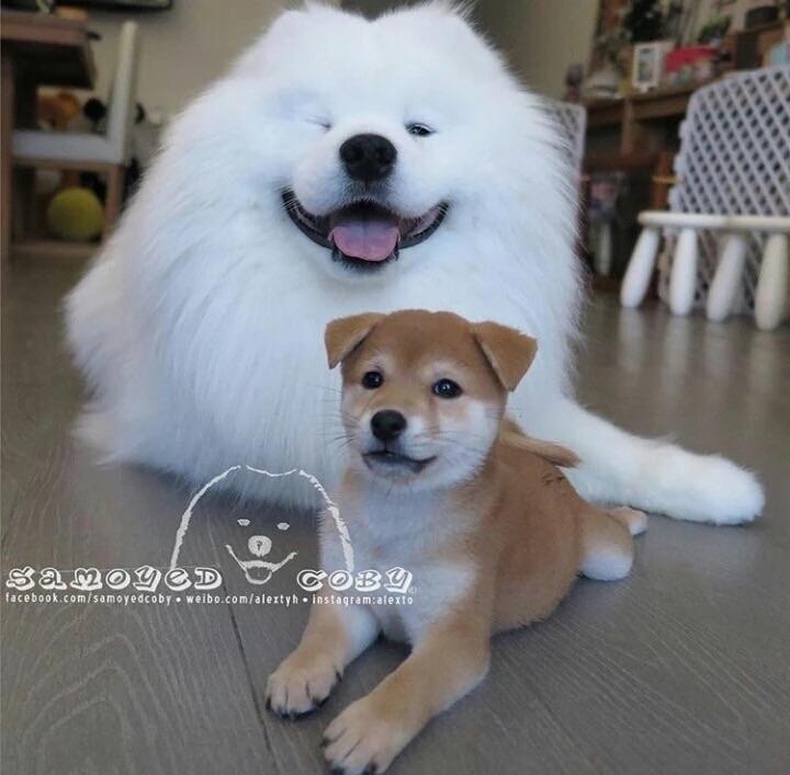 Shoob with small shibe | Shoob | Know Your Meme