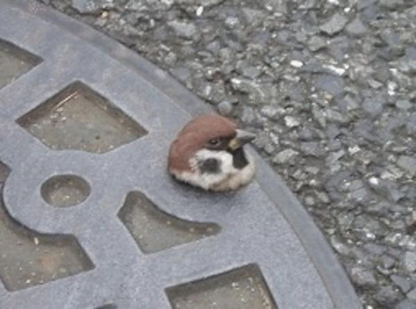 the risk I took was calculated | Birds | Know Your Meme