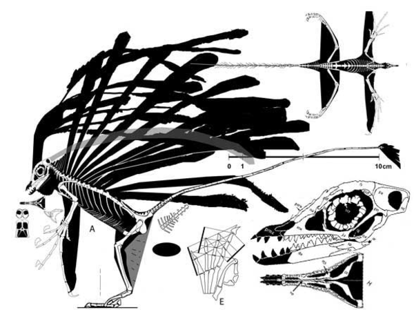 David Peter's Longisquama | David Peters | Know Your Meme