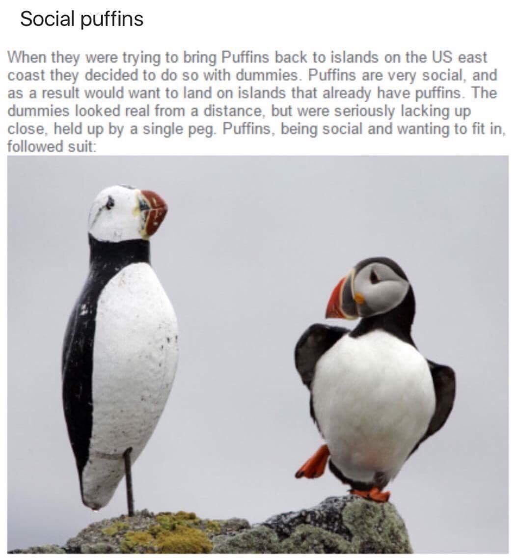 Puffins' social adaptation. | Birds | Know Your Meme