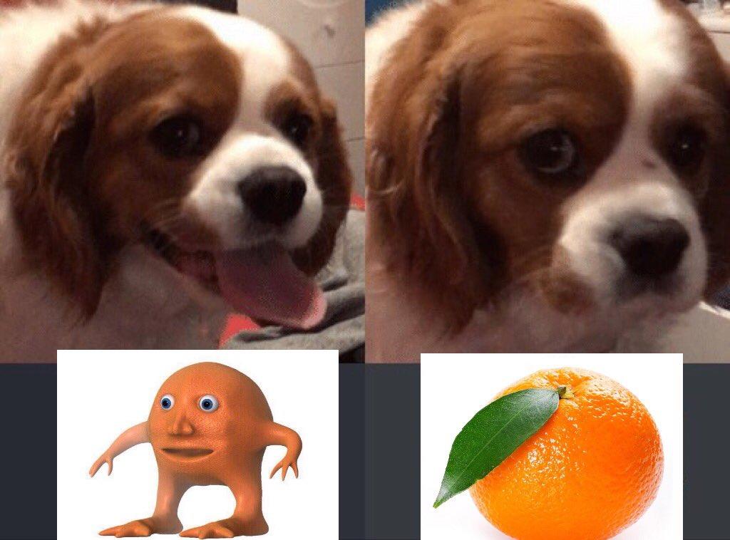 dog likes orange lad | Mr. Orange | Know Your Meme