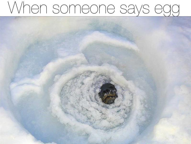 When Someone Says Egg | Know Your Meme