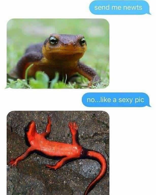 Send Me Newts | Send Nudes | Know Your Meme
