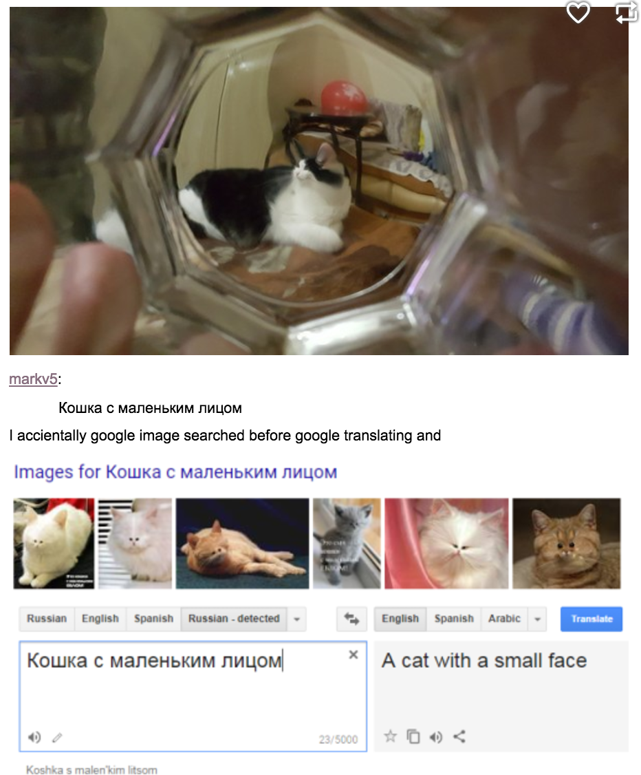 Cat With a Small Face | Russian Cat Translations | Know Your Meme