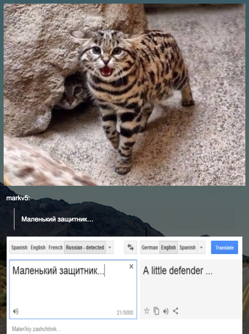 Little Defender | Russian Cat Translations | Know Your Meme