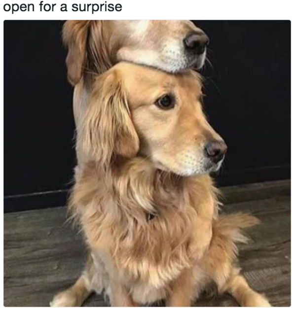 Open for two dogs | Open for a Surprise | Know Your Meme