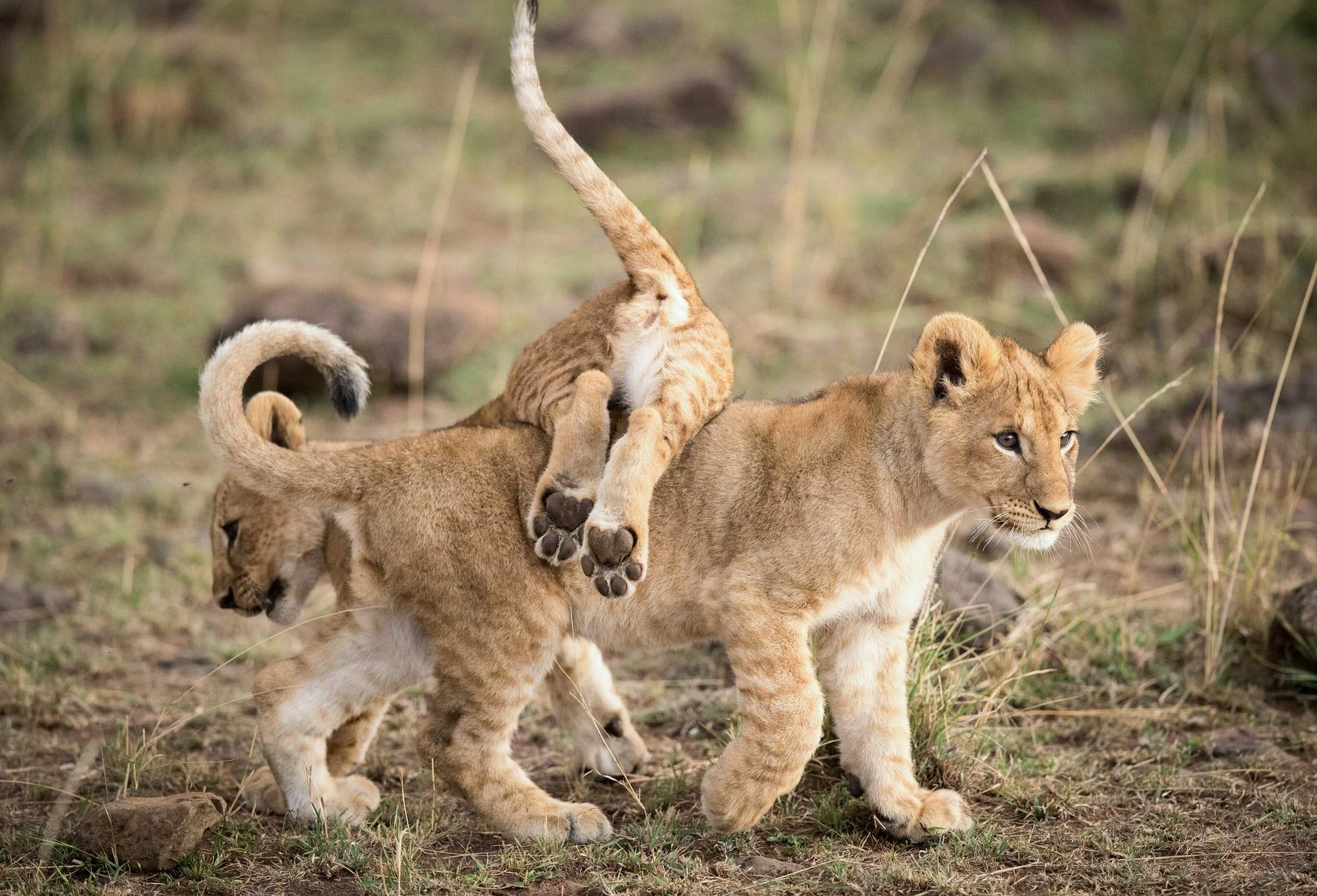 Inception Cat II | Inception Cat | Know Your Meme