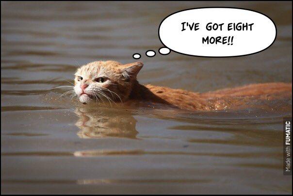 I've got eight more! | Angry Hurricane Harvey Cat | Know Your Meme