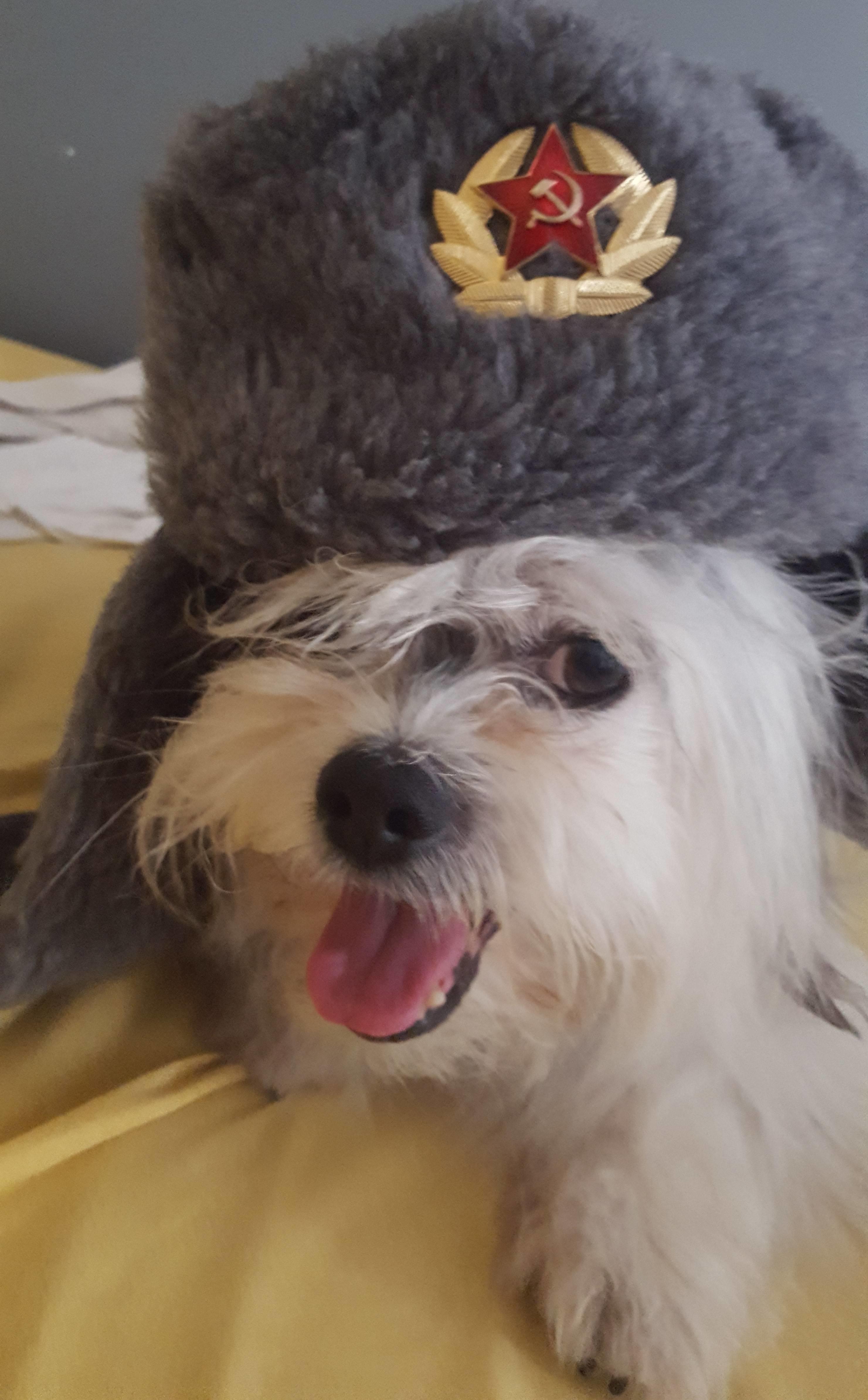 Comrade Pupper | Comrade Doggo | Know Your Meme