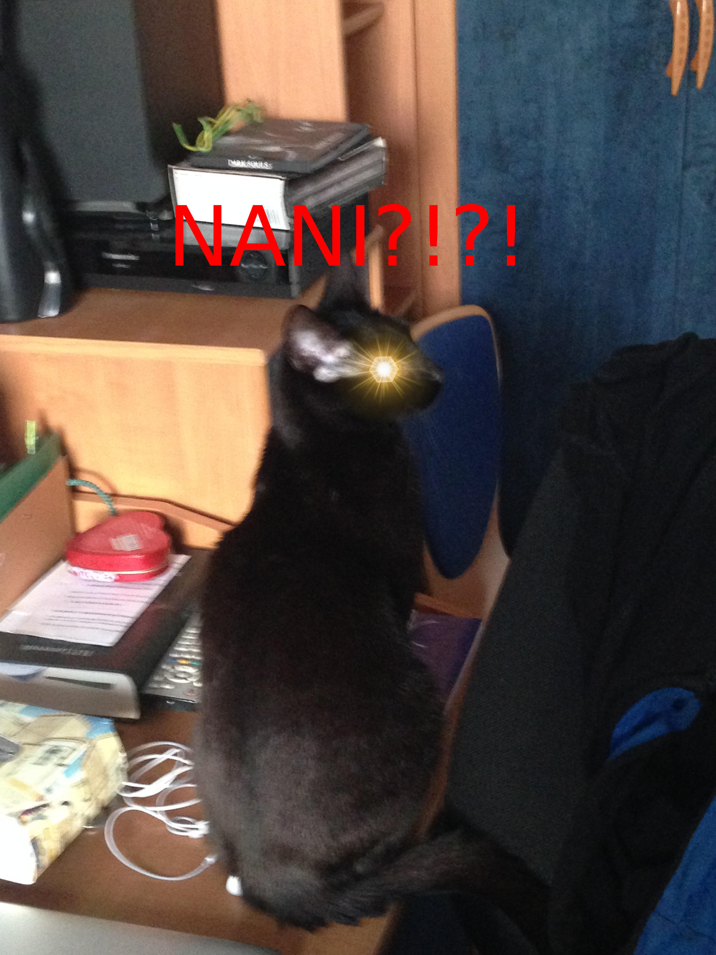 This cat realised that there is more to life than knocking over potted ...