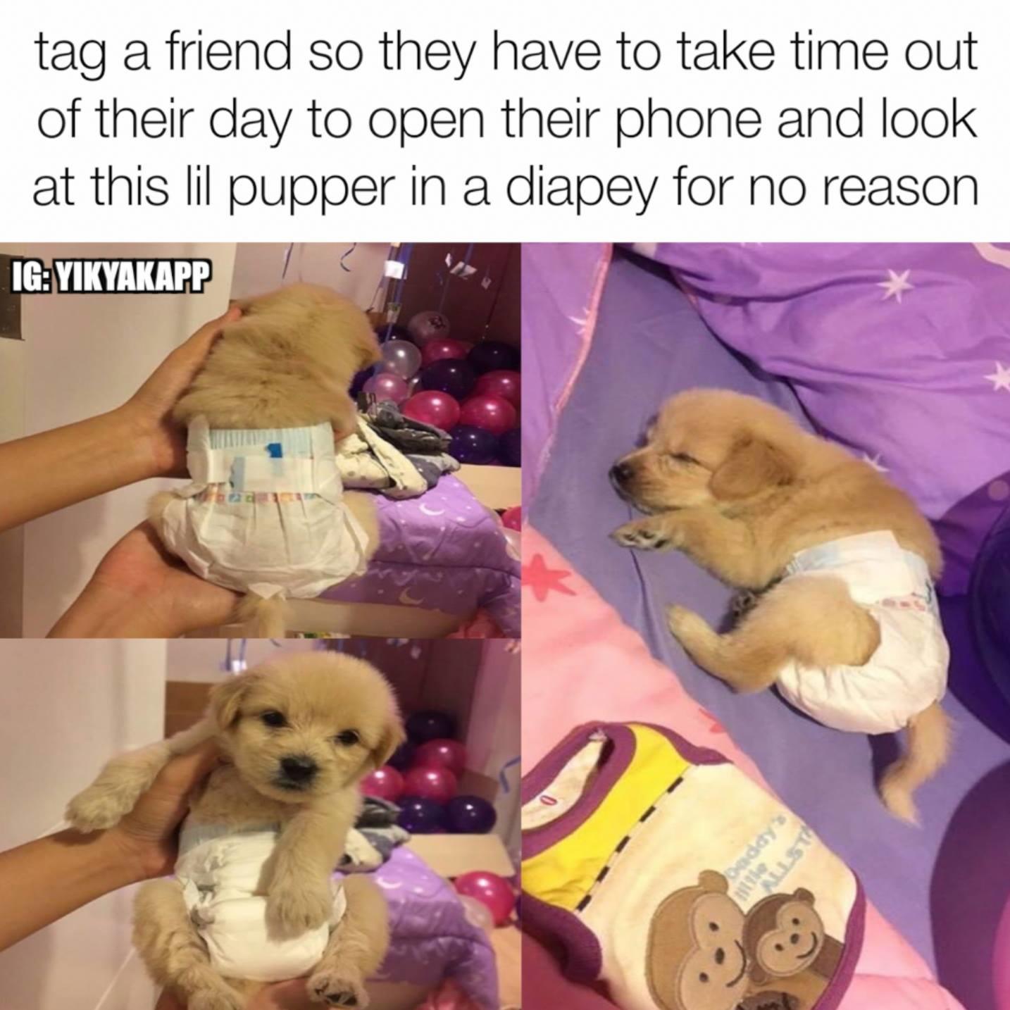 Lil Pupper in Diaper | "Tag a Friend and Don't Say Anything" | Know ...