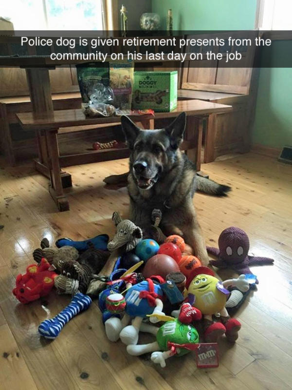 Police dog is given retirement presents from the community on his last ...