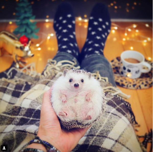 I took this photo into the image of @mr.pokee ☕️ | Azuki the Hedgehog ...
