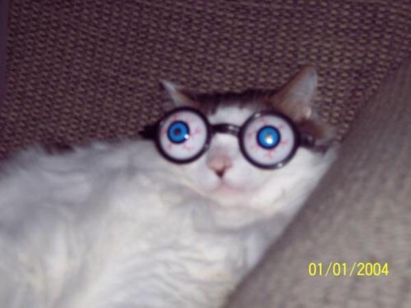 Post-structuralism is a hell of a drug | Cats | Know Your Meme