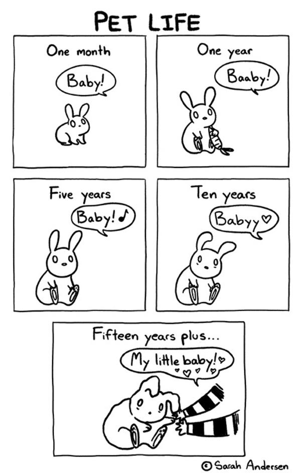 Aging Pets | Sarah's Scribbles | Know Your Meme