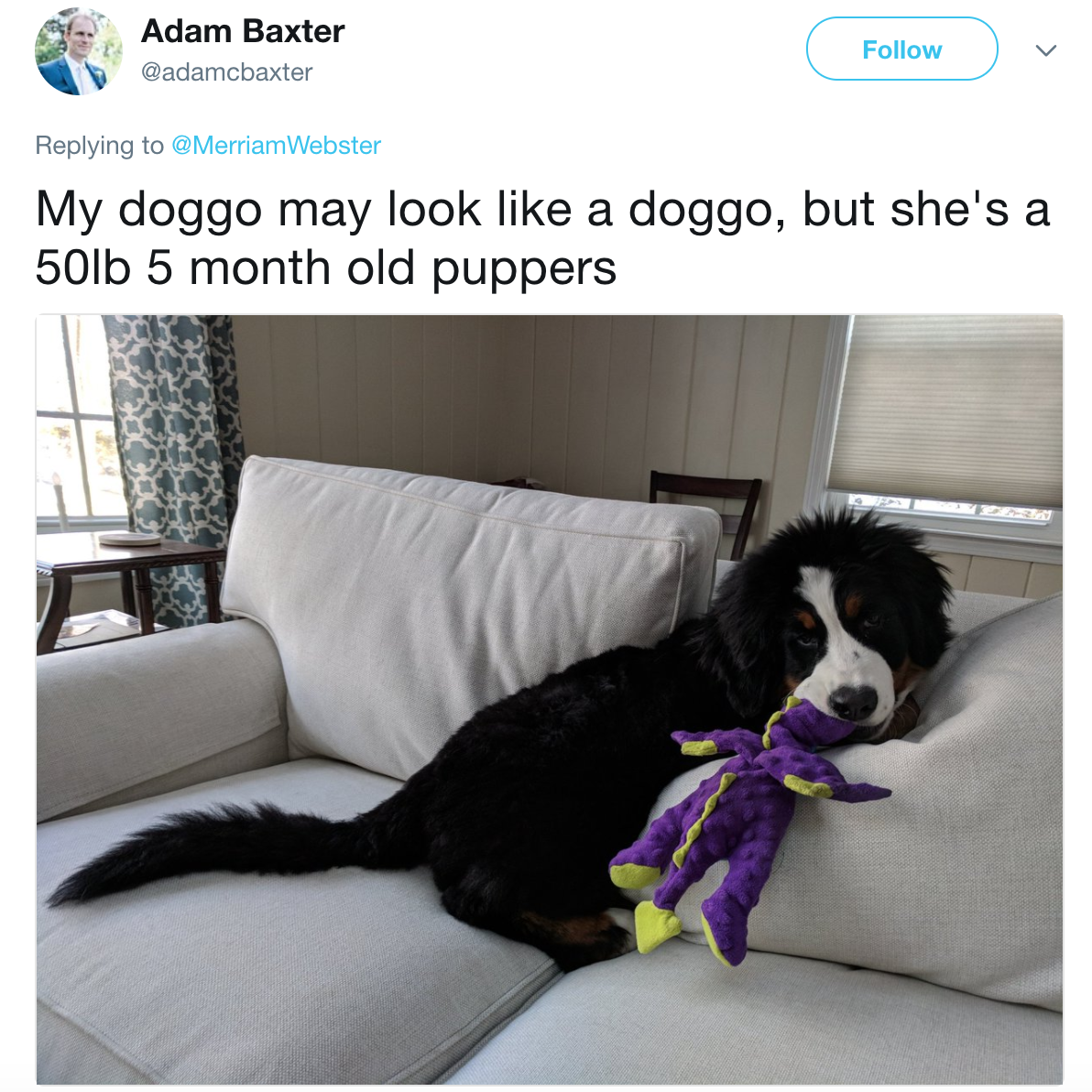 Big Pupper | Doggo | Know Your Meme
