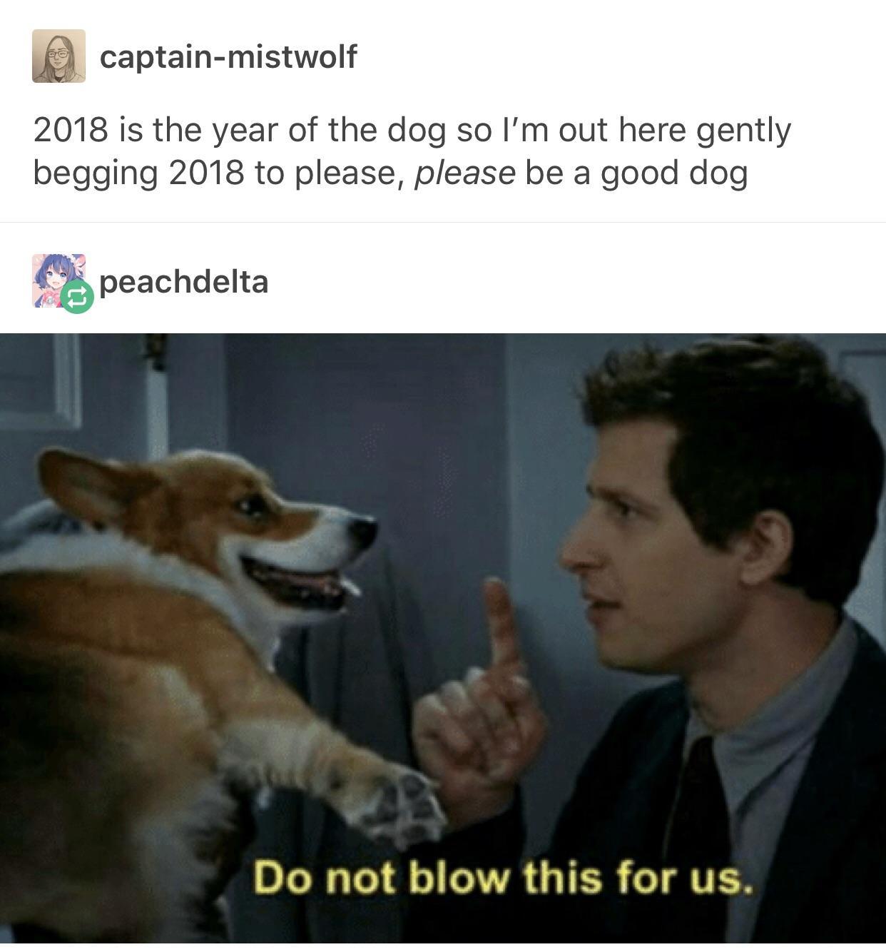 2018: Year of the doggo | Tumblr | Know Your Meme
