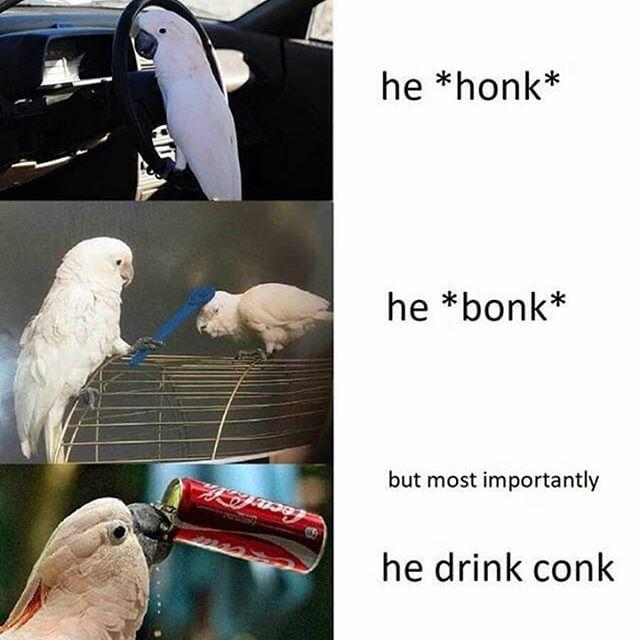 He *honk* / he *bonk* / bust most importantly / he drink conk | Conke ...