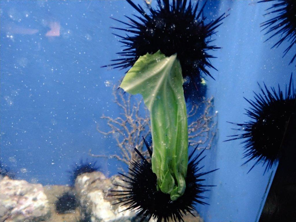 Sea Urchins Fighting For Cabbage | Animals | Know Your Meme