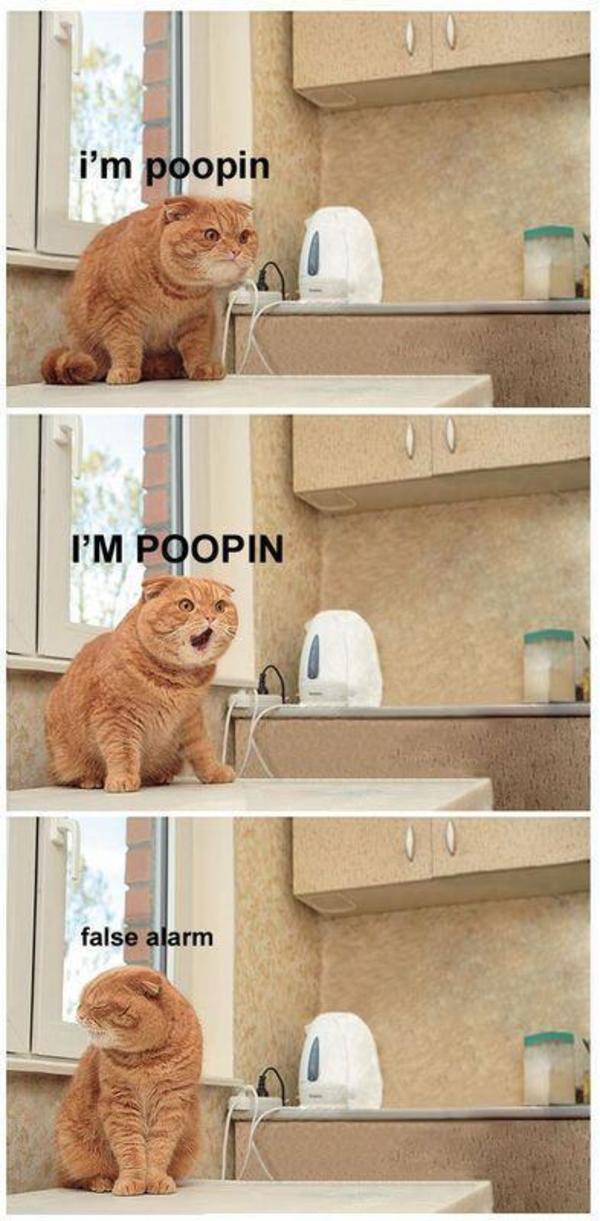Life is a Joke | "I'm Poopin!" Cat | Know Your Meme