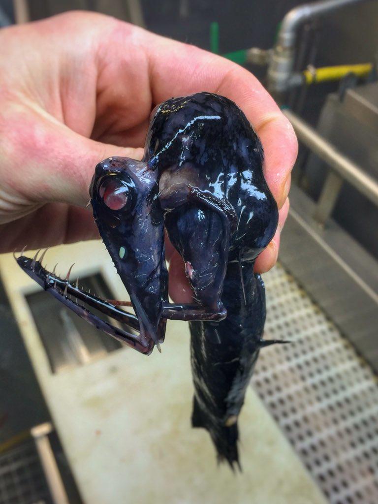 deep sea fish | Damn Nature, You Scary! | Know Your Meme