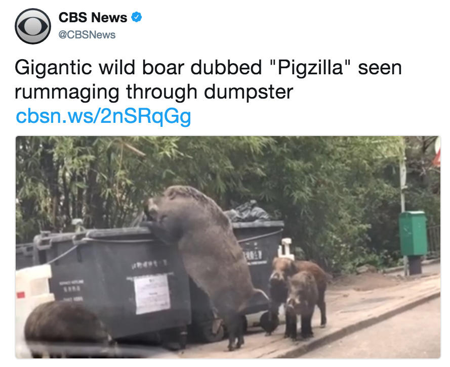 Gigantic wild boar dubbed "Pigzilla" seen rummaging through dumpster ...