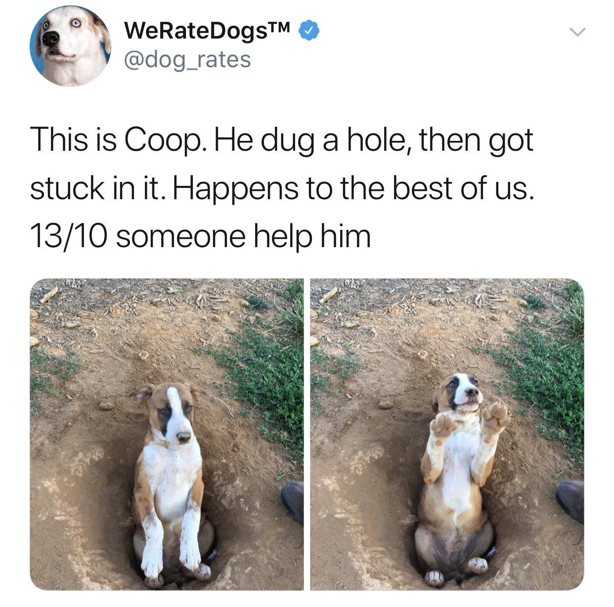 Happens to everyone | We Rate Dogs | Know Your Meme