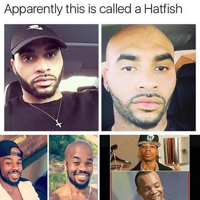 Montage | Hatfish | Know Your Meme