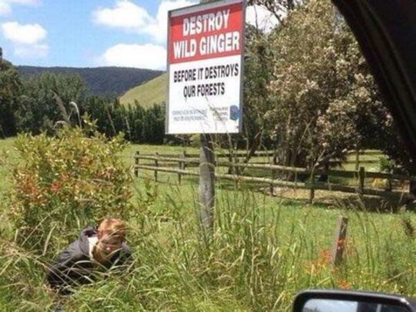 Destroy wild ginger before it destroys our forests | Know Your Meme
