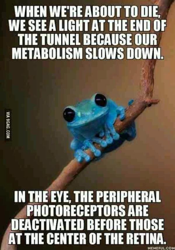 The Light At The End Of The Tunnel | Small Fact Frog | Know Your Meme