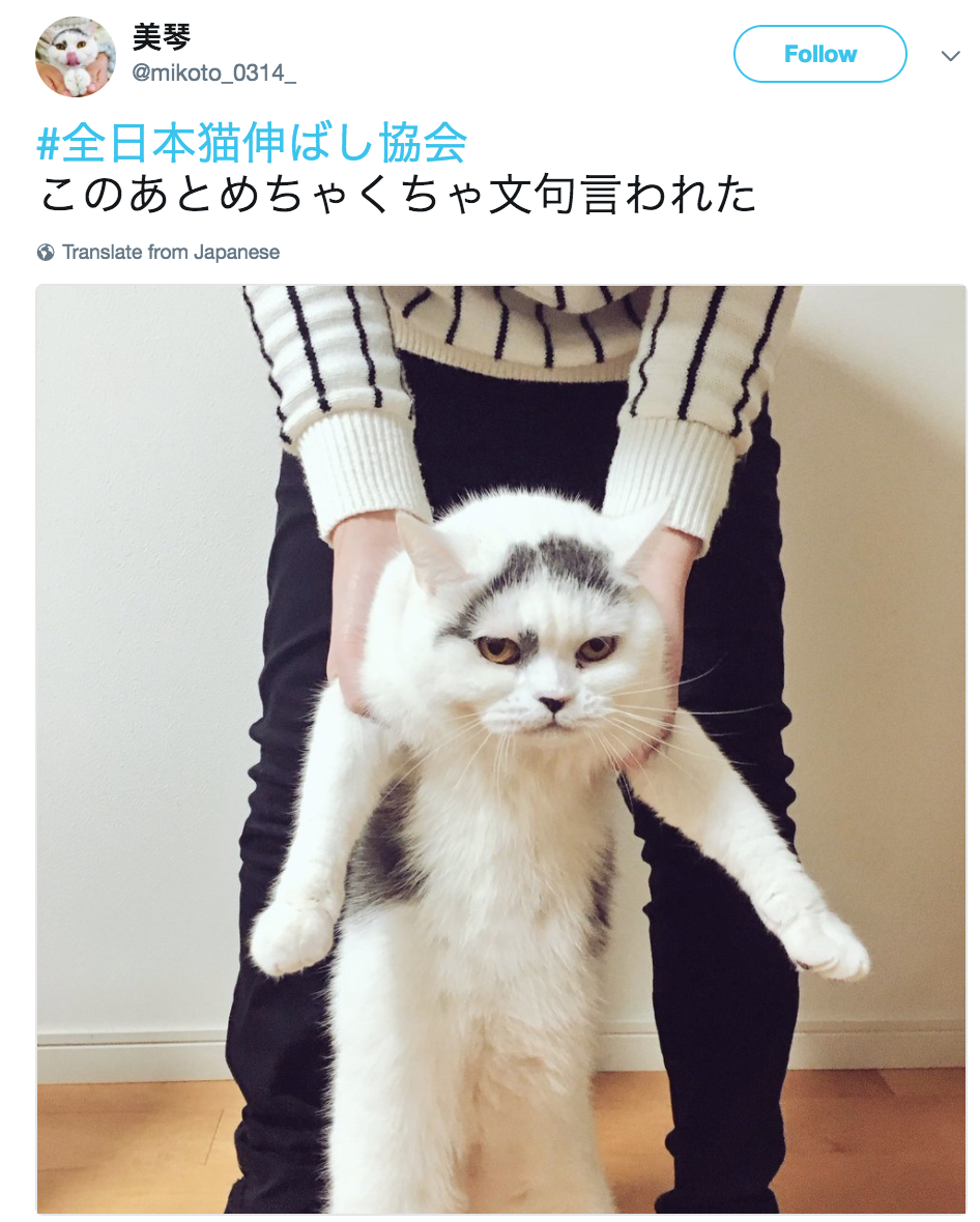 Mikomo | Stretchy Cats | Know Your Meme