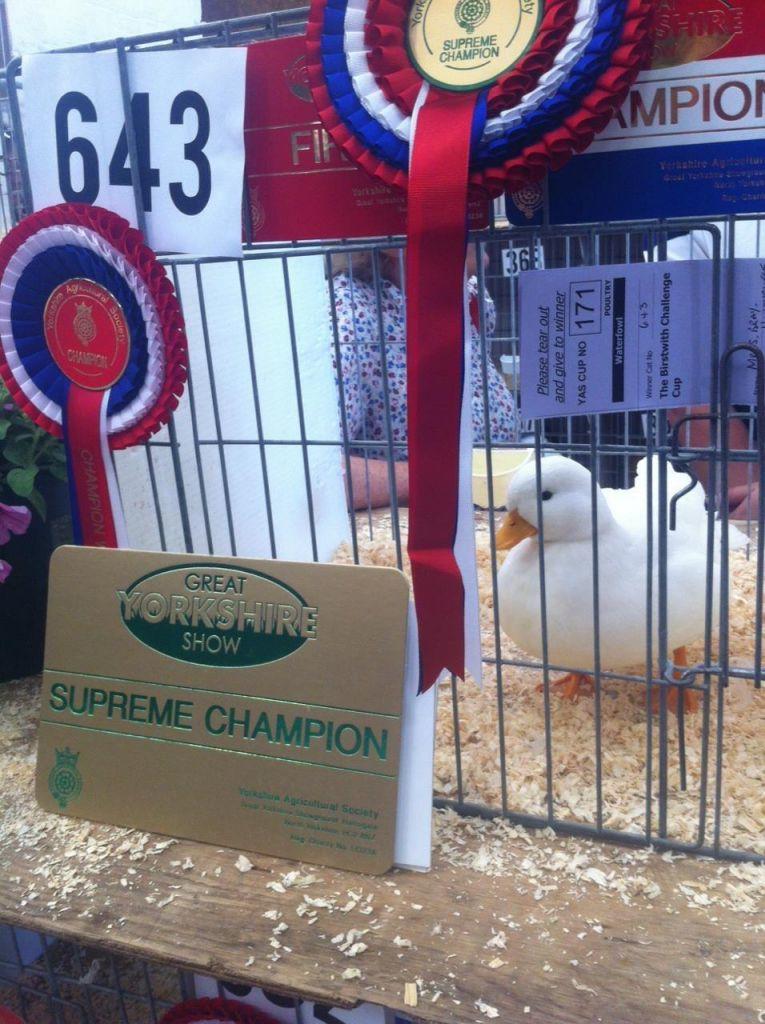 Supreme Champion | Birds | Know Your Meme