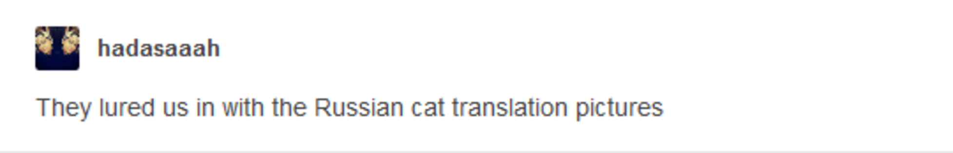 They lured us in with the Russian cat translation pictures | Tumblr ...