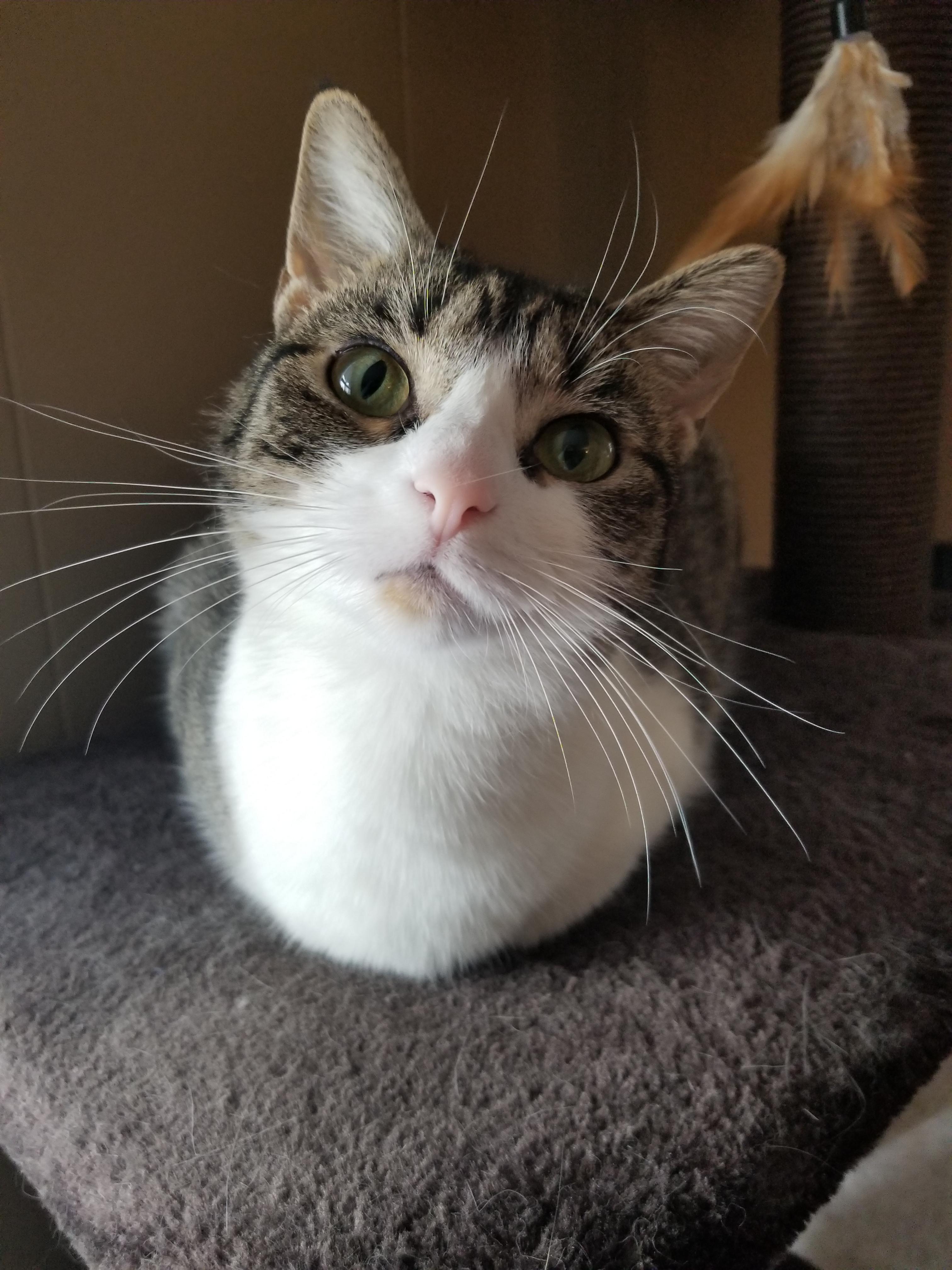 Cat loaf | Cats | Know Your Meme