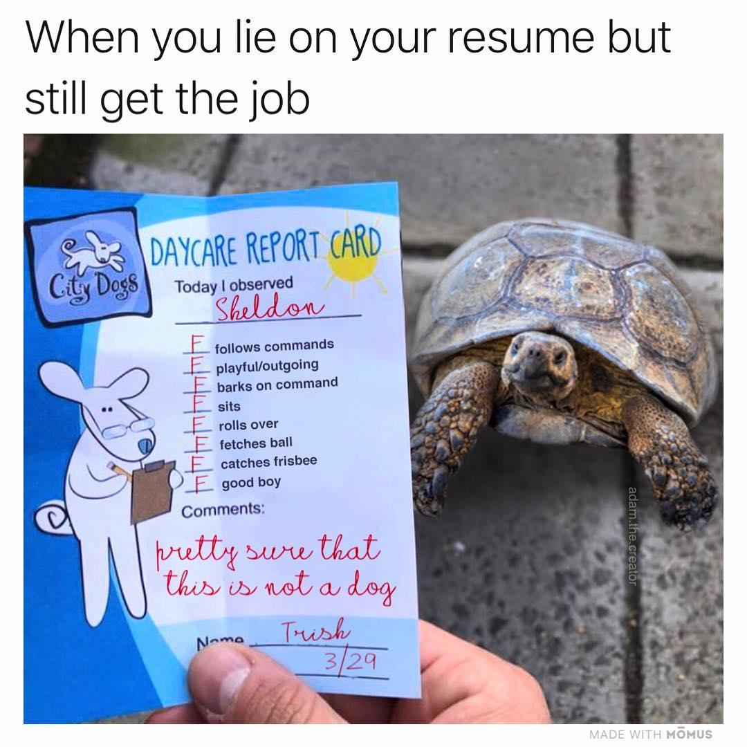 🔥🐢🔥 | Animals | Know Your Meme