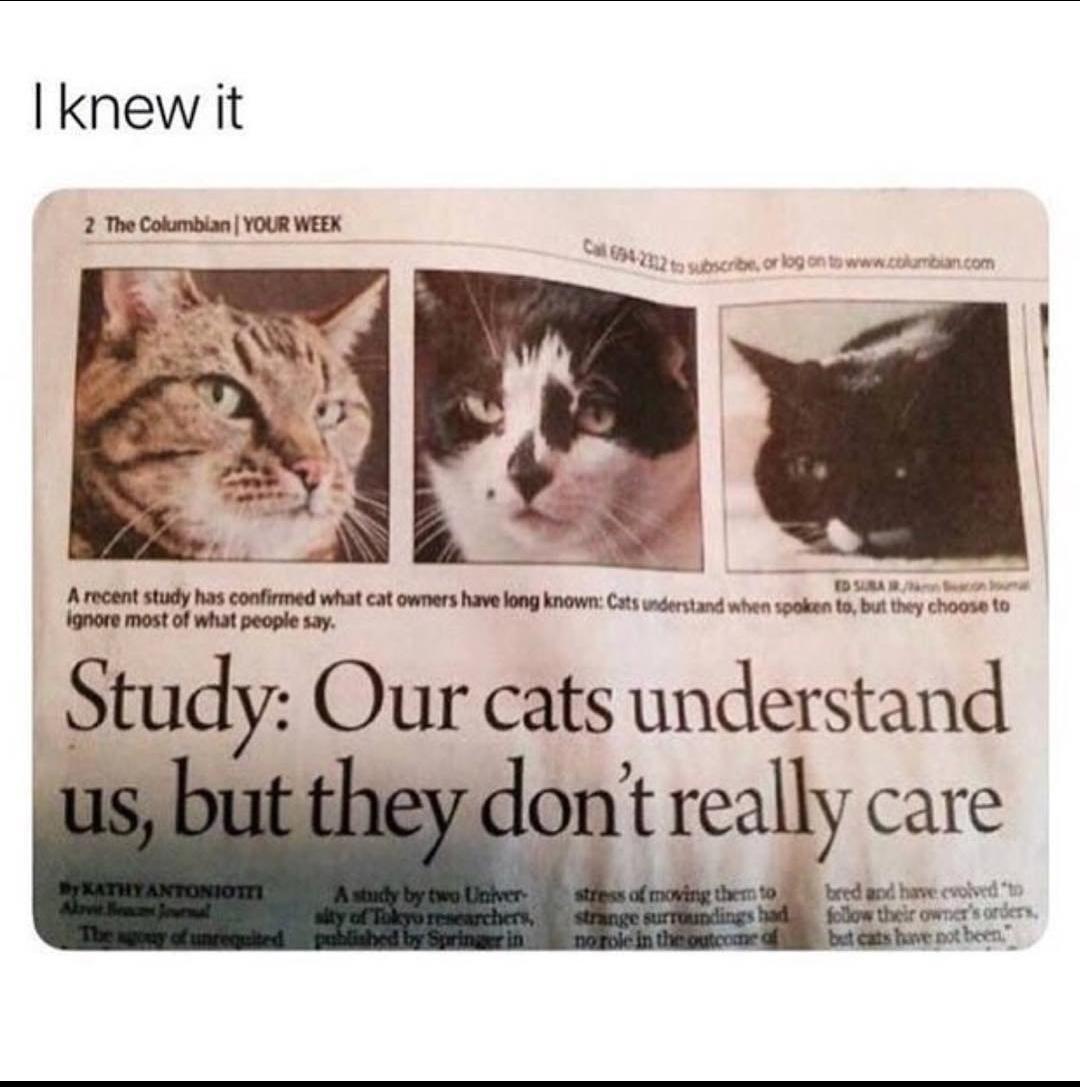 Understandable | Cats | Know Your Meme