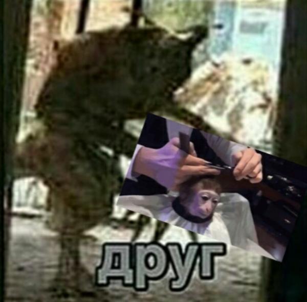 Друг cutting monkeys hair | друг / Apyr | Know Your Meme