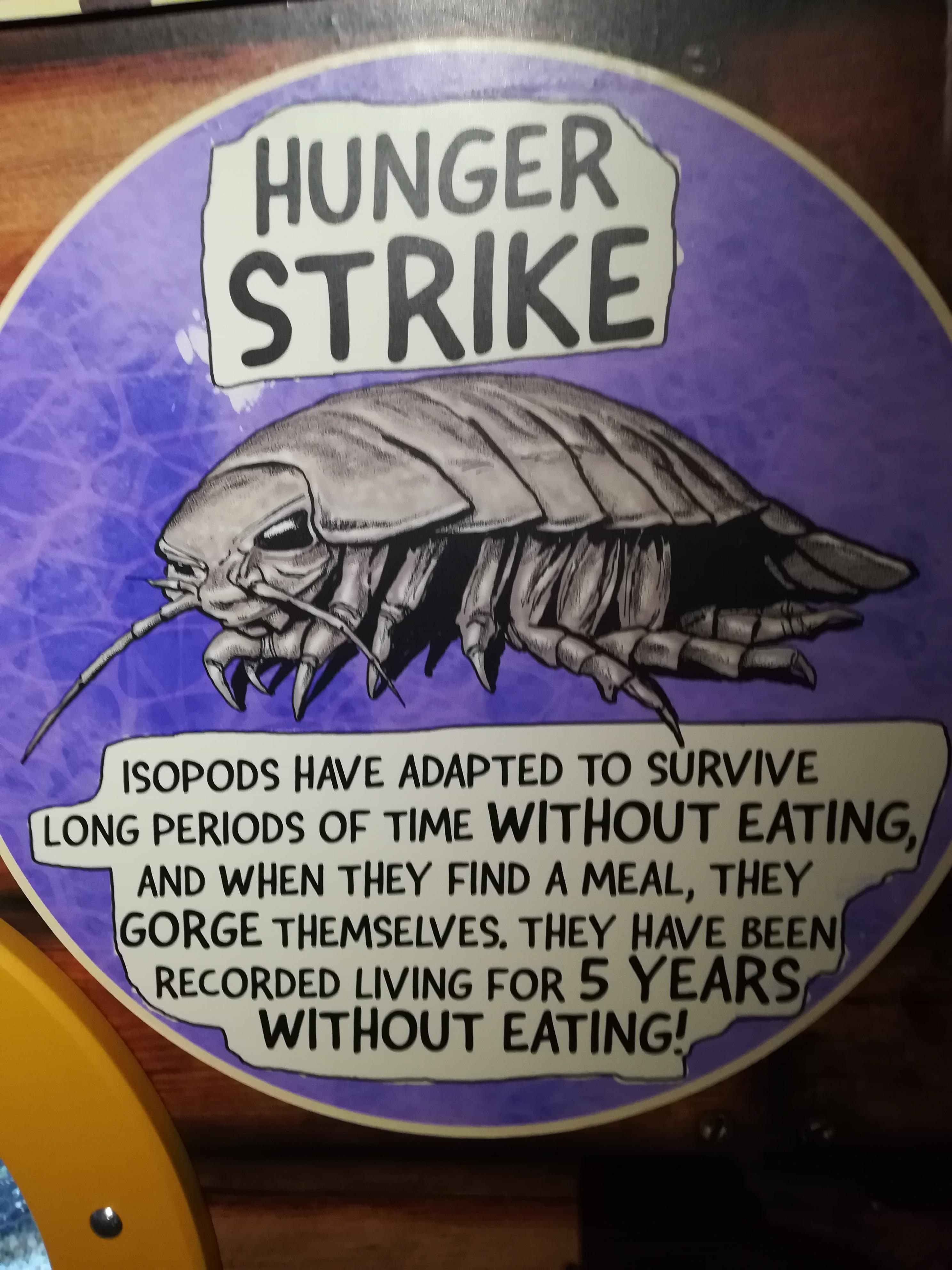 Fasting | Isopods | Know Your Meme