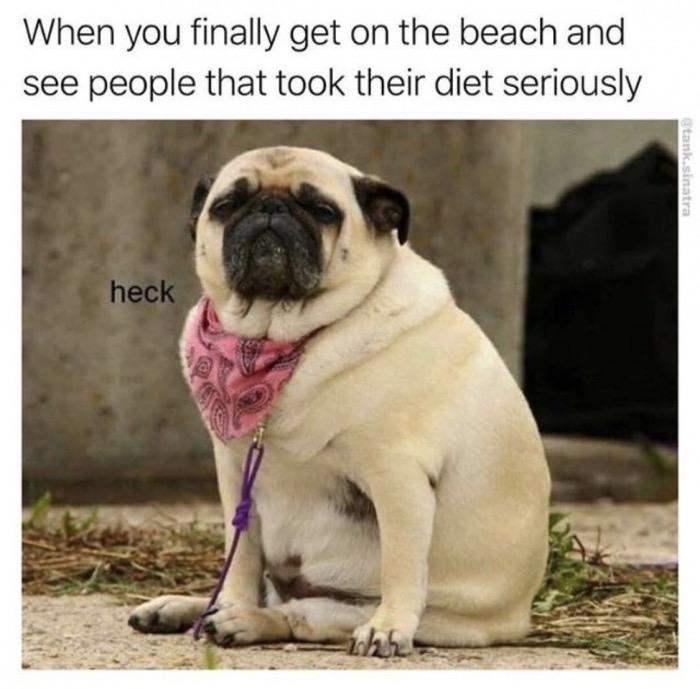 Heckin beach bodies | Dogs | Know Your Meme