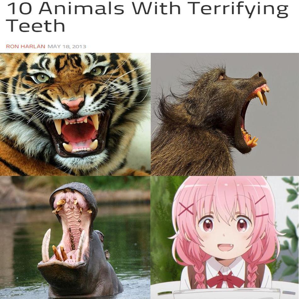 10 Animals with Terrifying Teeth | Cute Little Fang | Know Your Meme