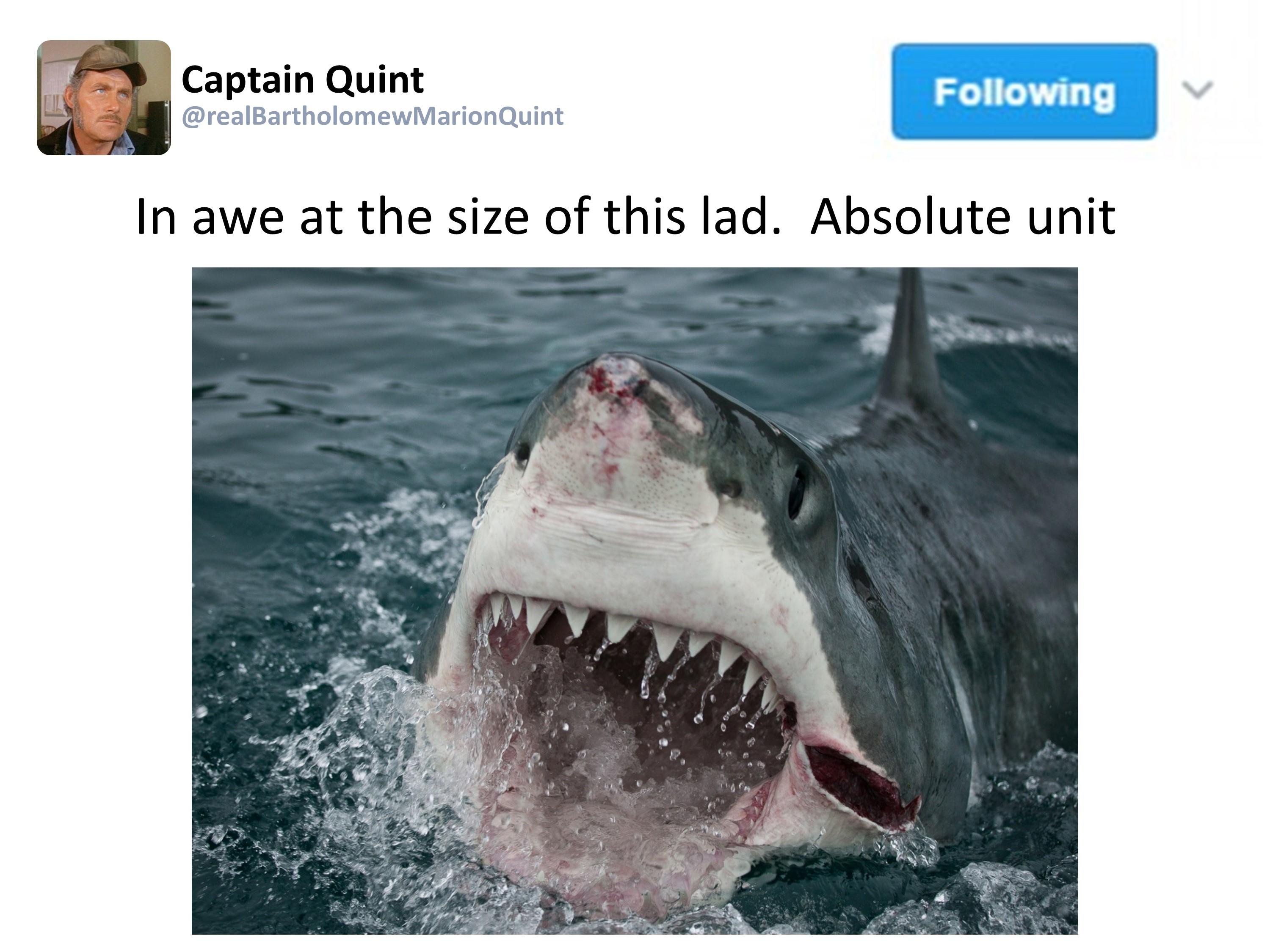 Absolute Unit....Captain Quint | Absolute Unit | Know Your Meme