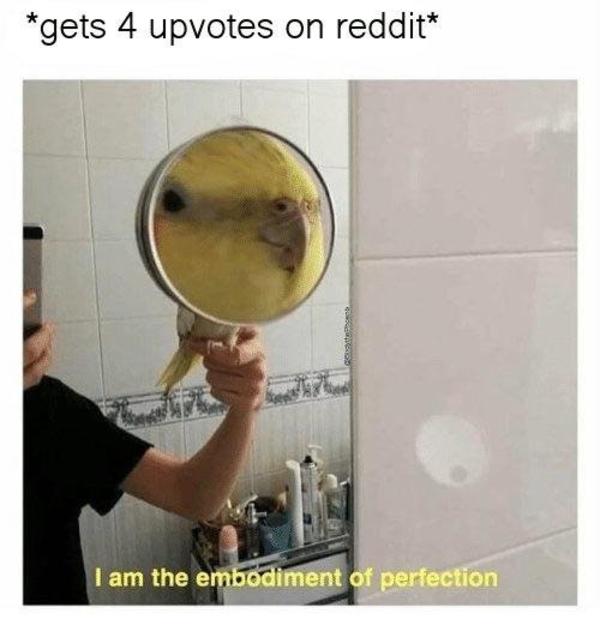 i am the embodiment of perfection | Reddit | Know Your Meme