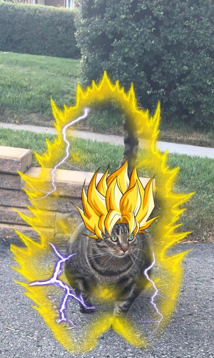 Saiyan | Buff Cat | Know Your Meme