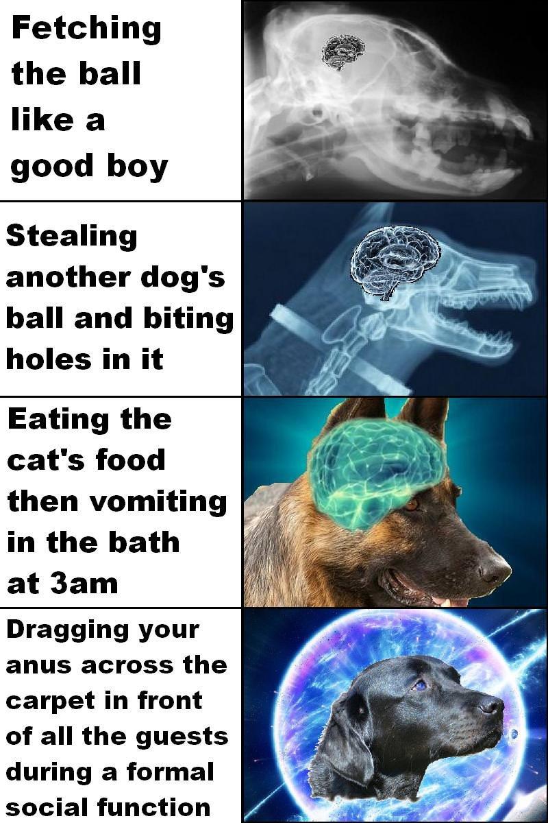 Expanding Dog Brain | Dogs | Know Your Meme